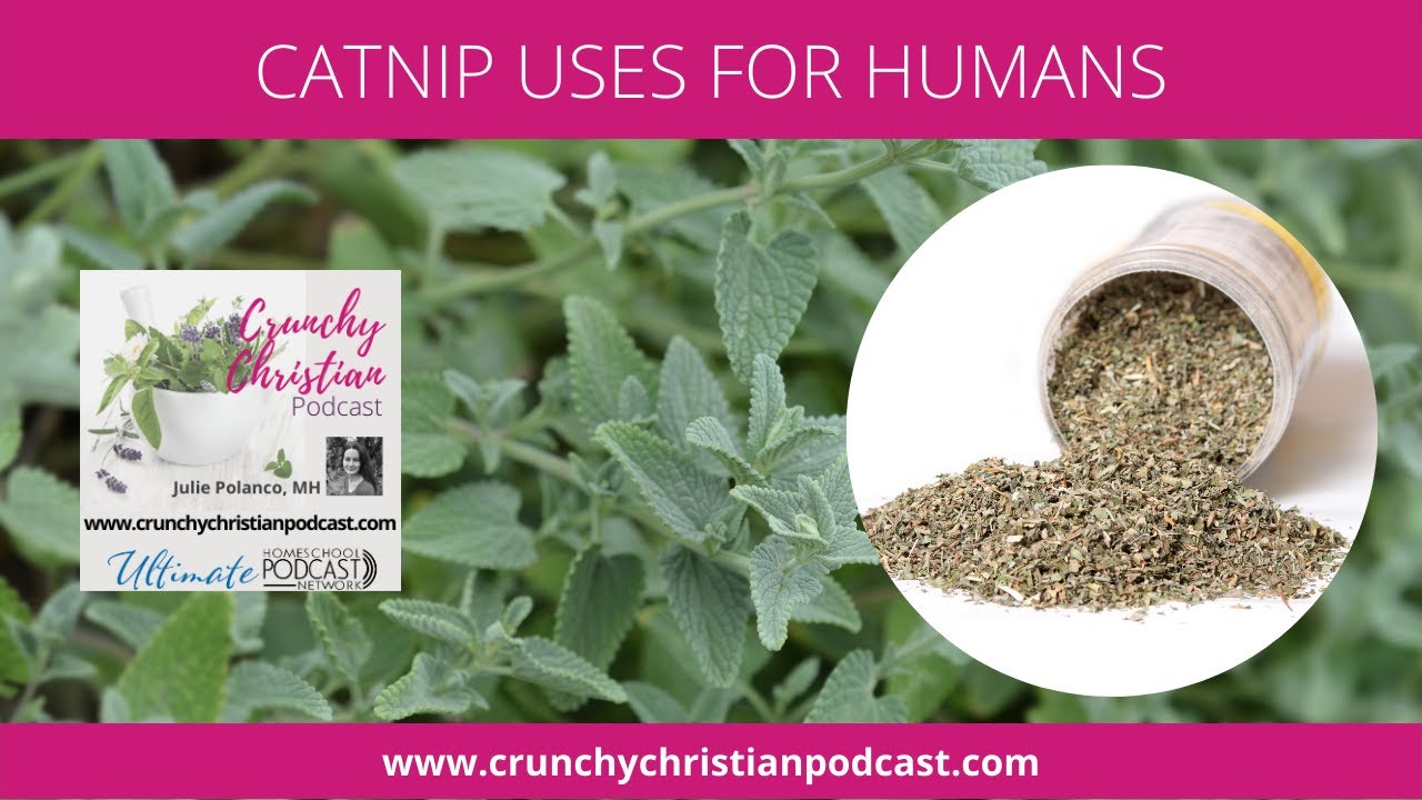 Catnip Uses for Humans You Need to Know Podcast Preview - YouTube