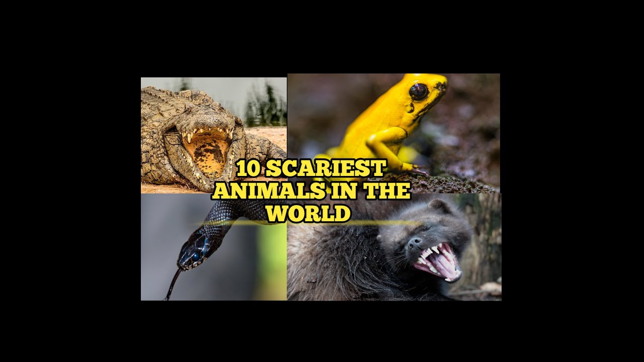 10 SCARIEST ANIMALS IN THE WORLD - YouTube