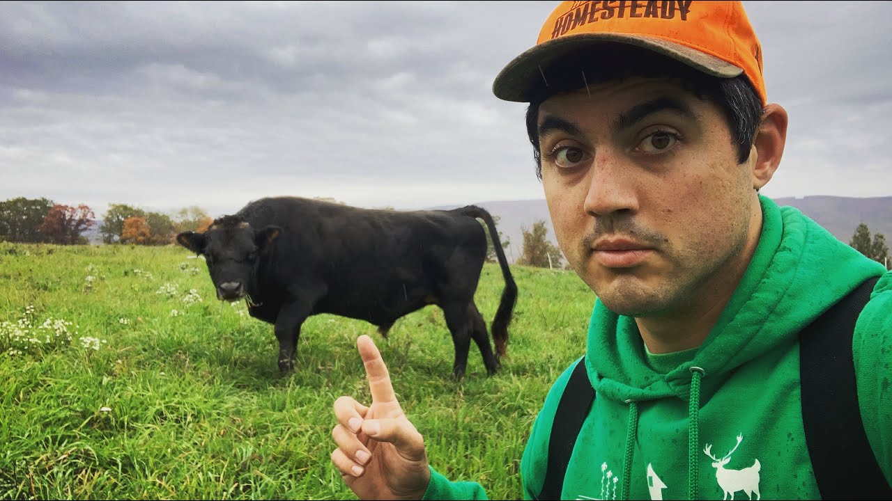 WE GOT A MINI BULL to make more MINI COWS! - YouTube