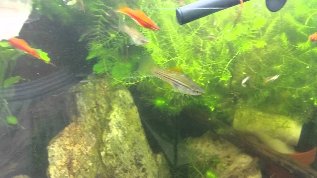 Florida Wild-caught Green Swordtails - YouTube