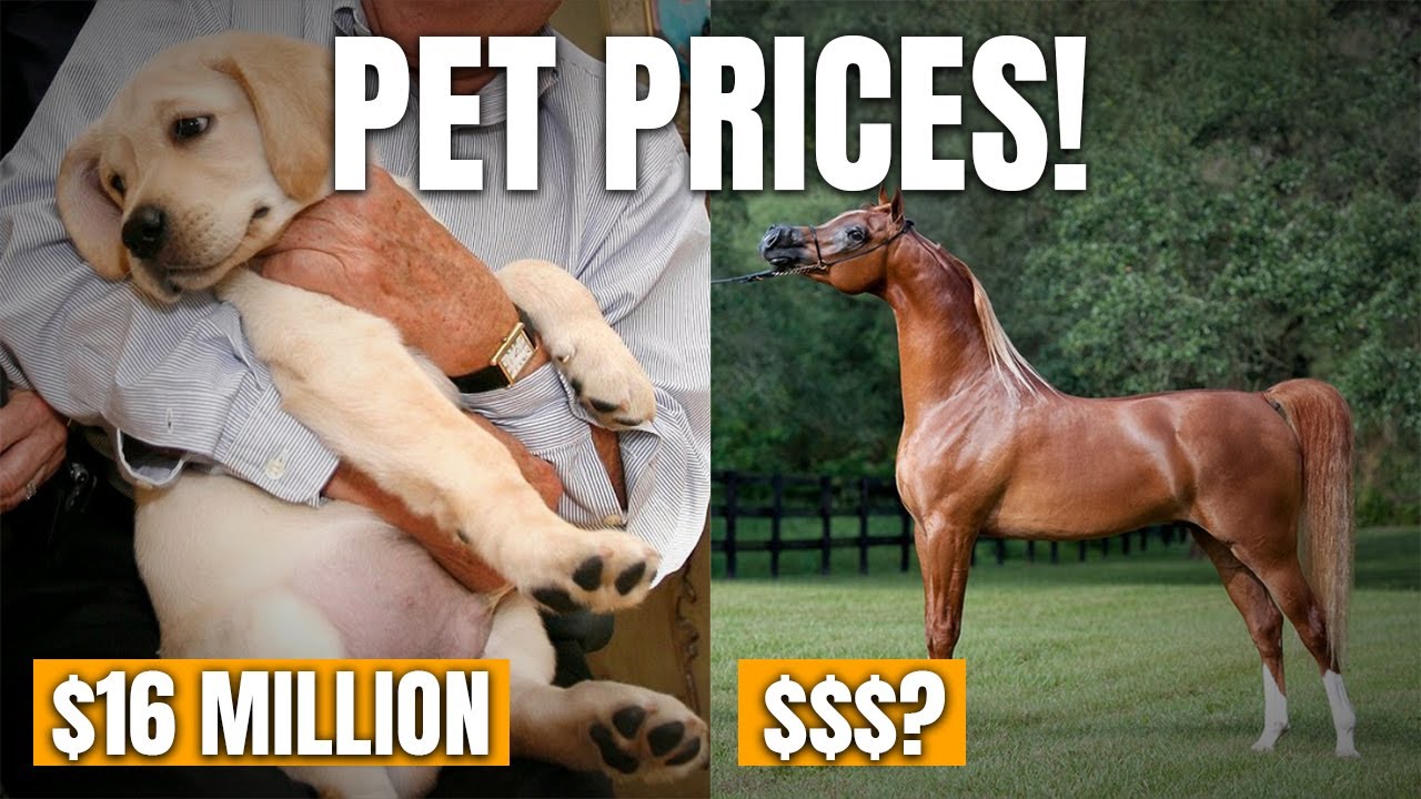 Who Can Afford These Luxury Pets? High-End Pet Prices! - YouTube