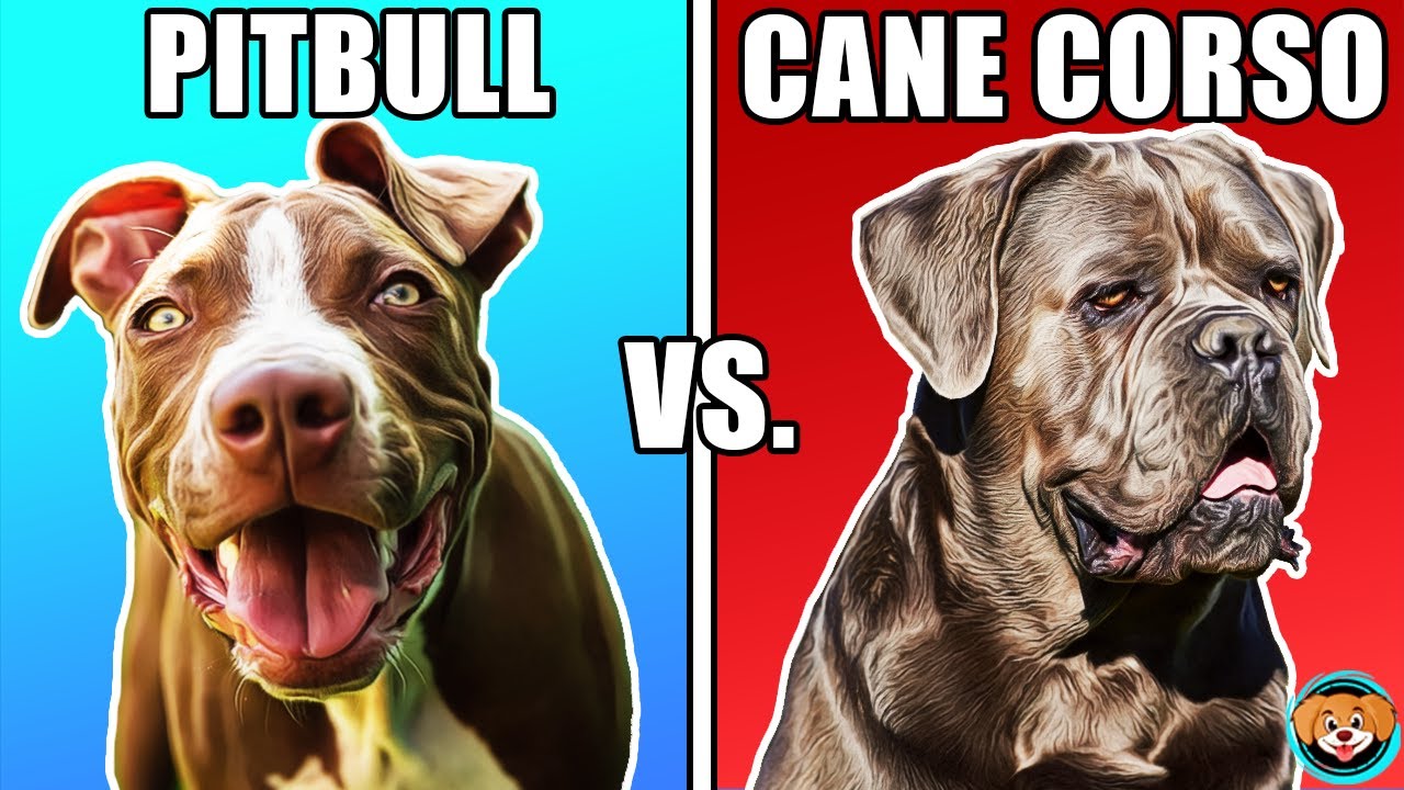 Pitbull VS Cane Corso | Facts About The Pitbull | Facts About The Cane ...