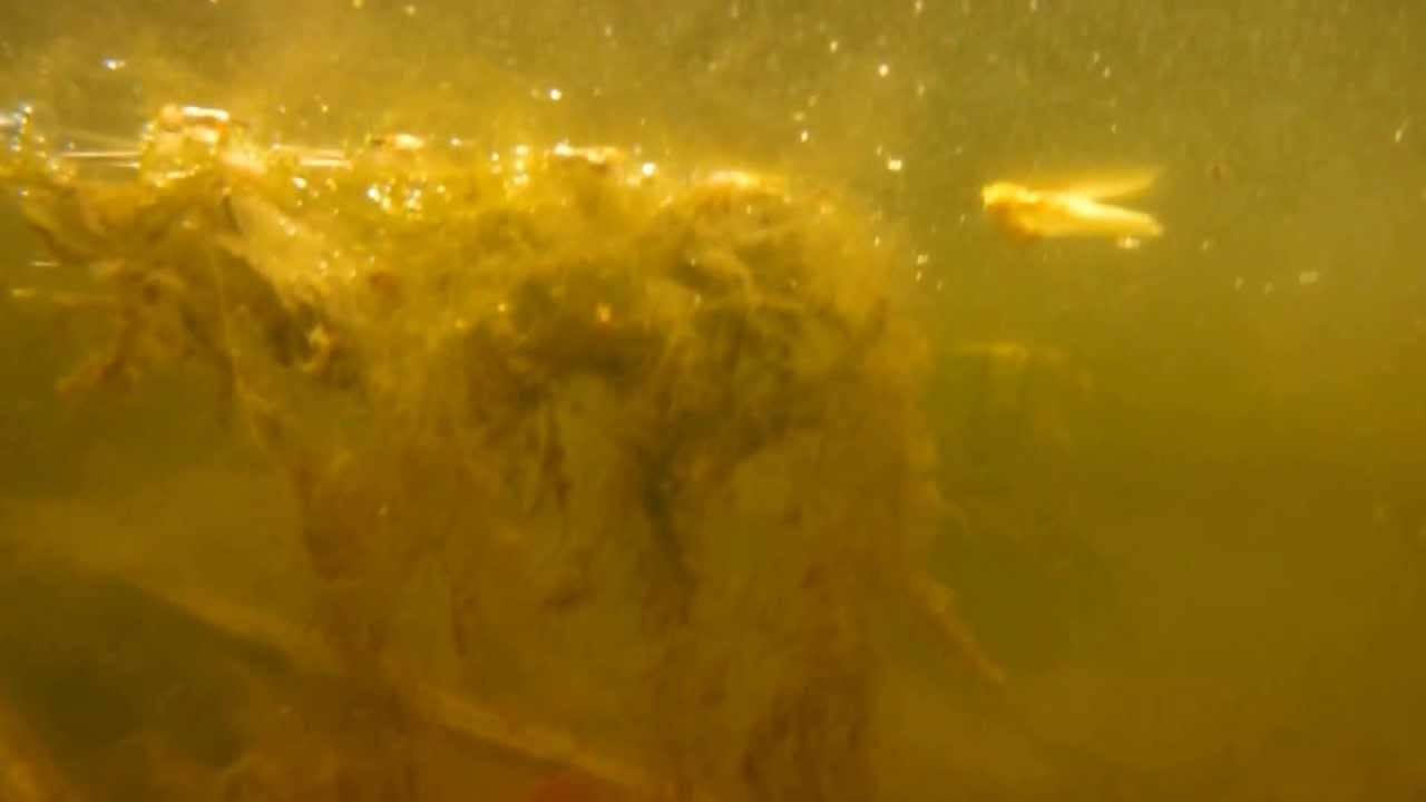 Plouf... Maurice Le Poisson Rouge - YouTube