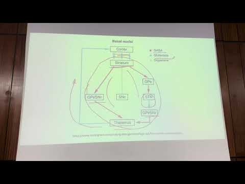 CNS-Physiology: Basal Nuclei - YouTube
