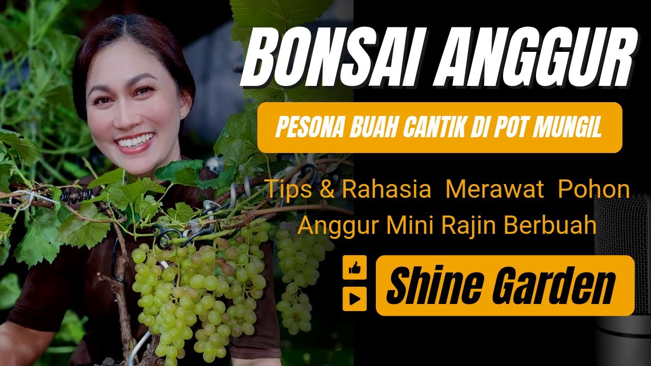 [Bonsai Anggur] Tips Merawat Pohon Anggur Mini Yang Rajin Berbuah ...