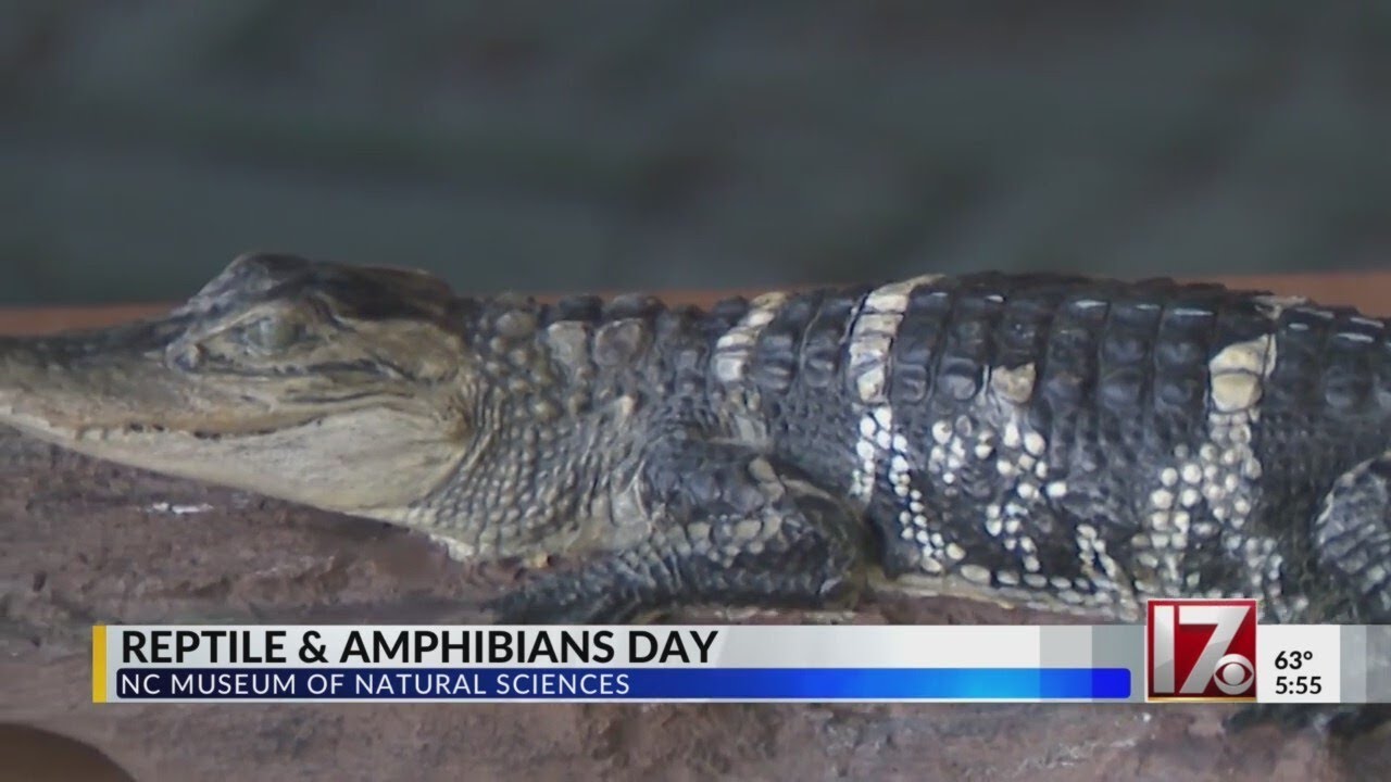 FREE to attend reptile and amphibians day at NC Museum of Natural ...