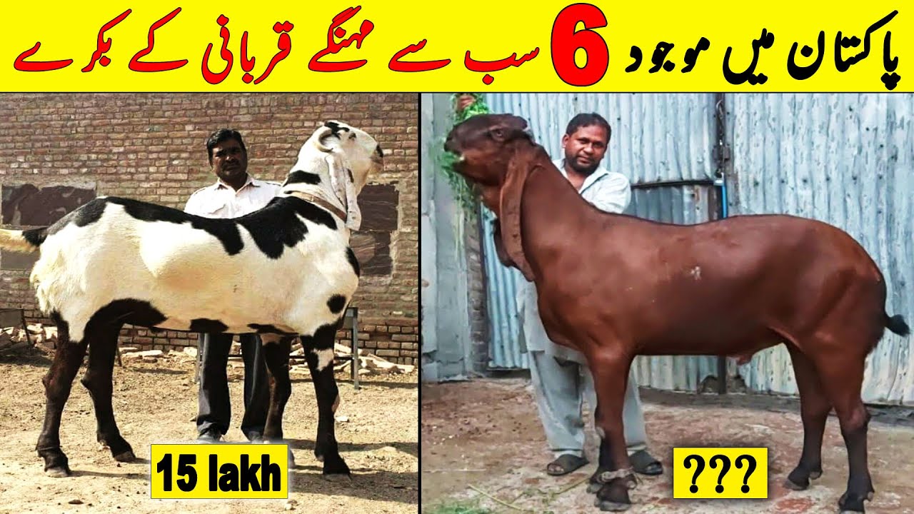 6 Most Biggest Qurbani Bakra in Pakistan | Bakra Eid 2023 | NYKI - YouTube