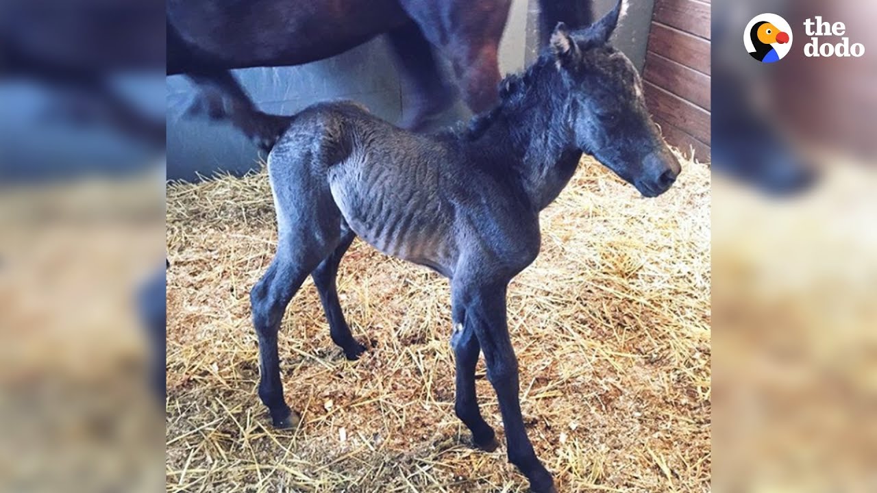 LIVE: Newborn Foal and Mother Horse Update | The Dodo - YouTube