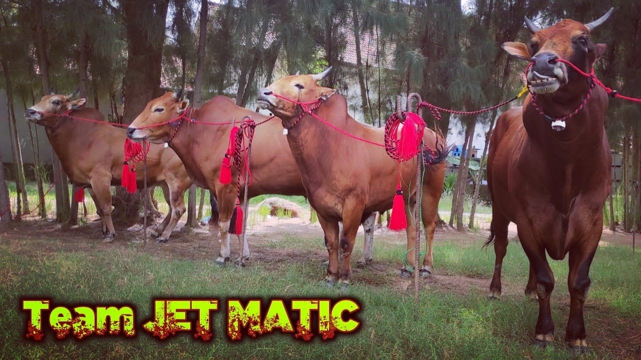 Beginilah team Jet matic saat menjaga kestabilan sapi kerapannya - YouTube