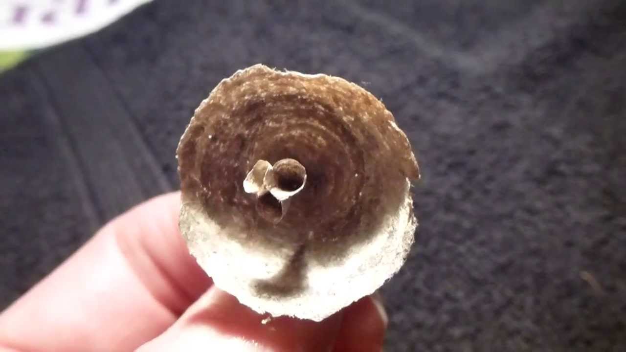 Wasps nest - Geitungar - Geitungabú - Flugur - Skodýr - YouTube