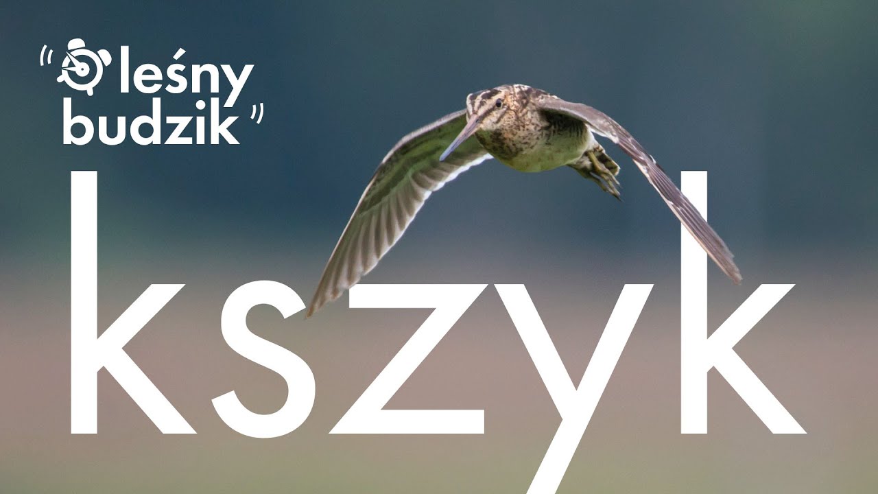 Leśny budzik - Kszyk - YouTube