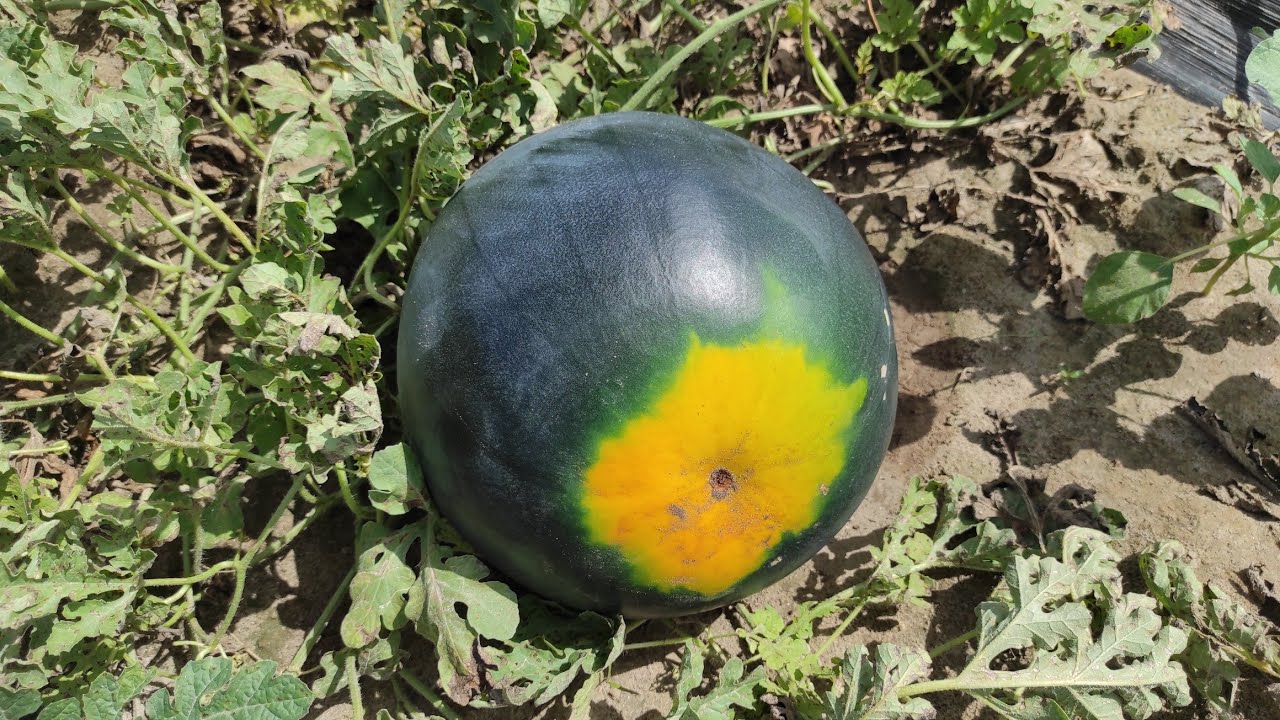 World Best Watermelon - World's Most Expensive Watermelon - Watermelon ...