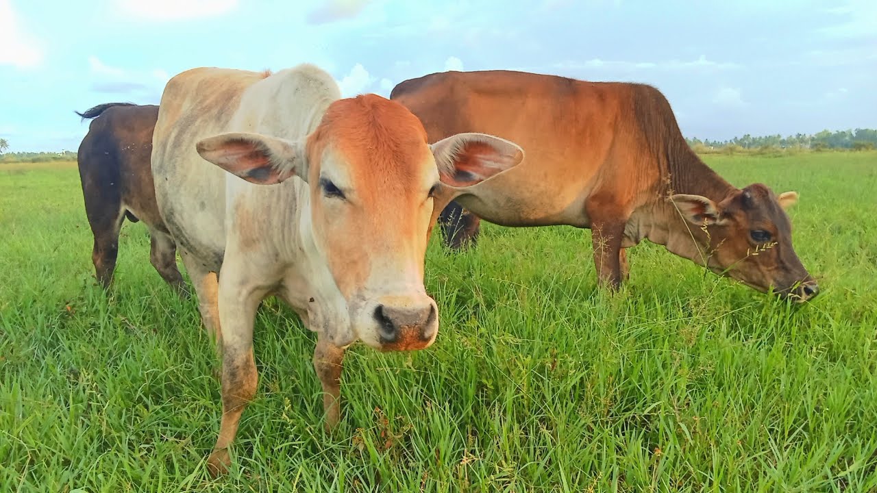 The Ultimate Grass Buffet: Cows Feast in the Open Fields - YouTube