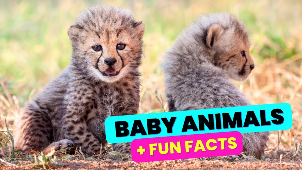 Meet cute African BABY ANIMALS + Learn FUN FACTS - YouTube