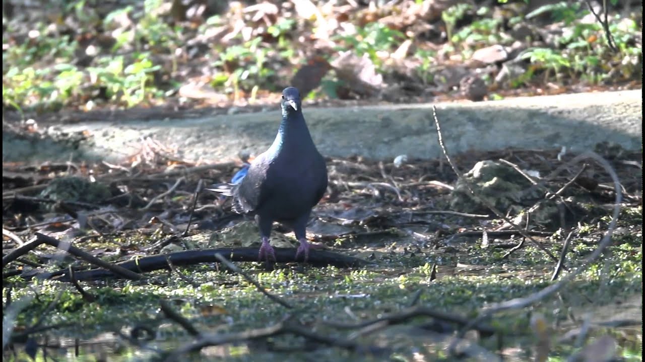 Japanese Wood Pigeon 5 FullHD JH1RNZ - YouTube