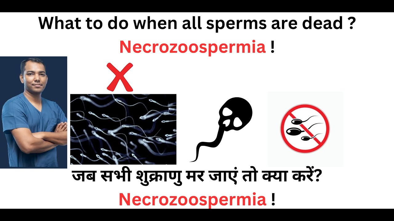 What to do when all sperms are dead ? Necrozoospermia ! - YouTube