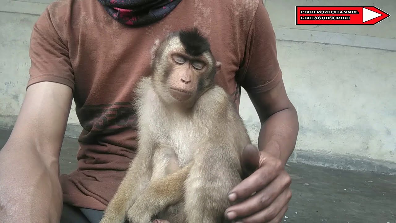 PROVEN ...! HOW TO USE THE MONKEY ... (to sleep) - YouTube