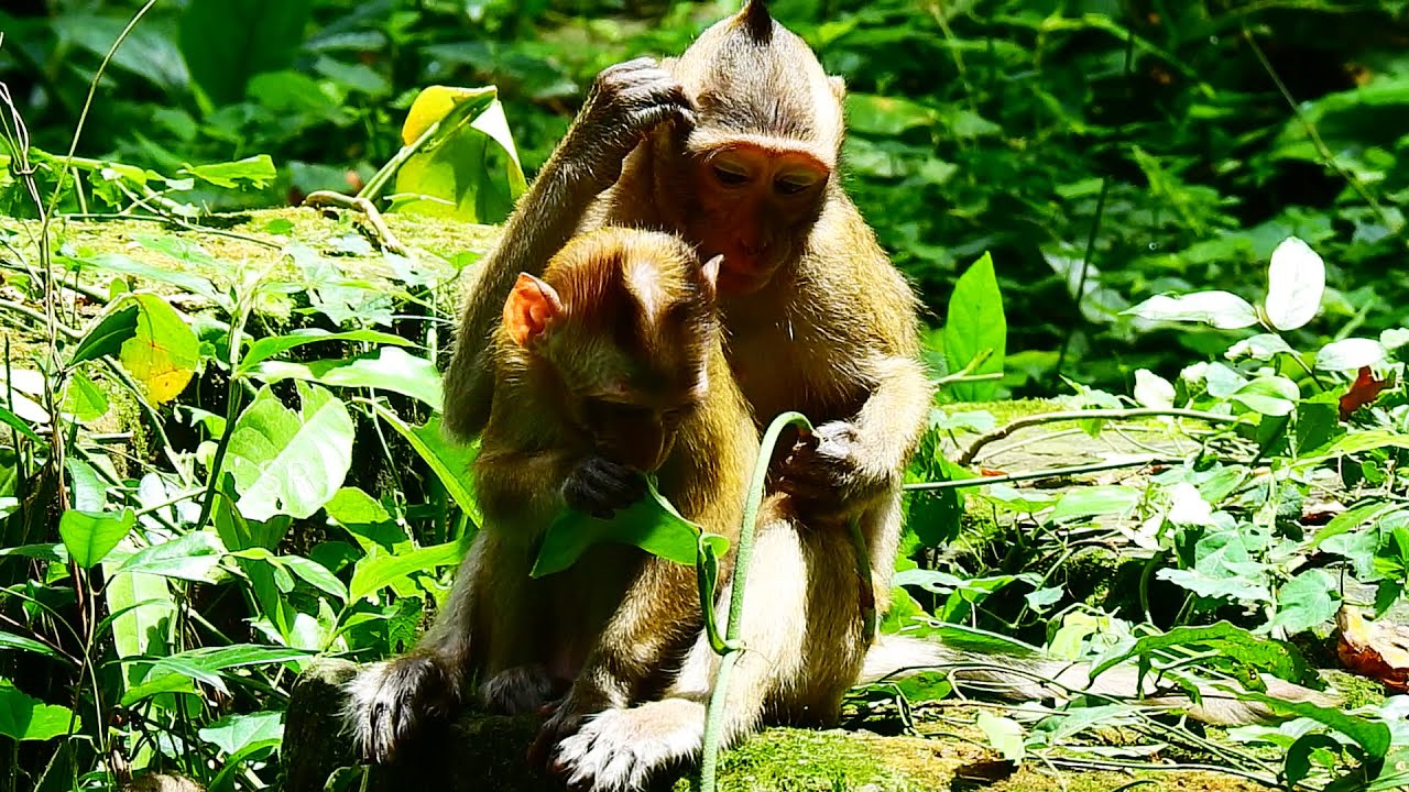 Awesome &so sweet little Nora and Candy, Is It possible Nora can trains ...
