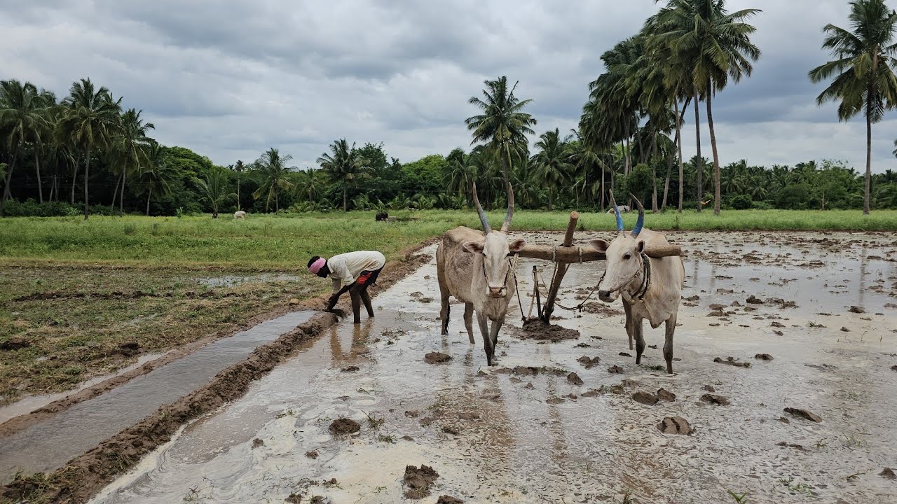 Traditional Ploughing in the Farm | I am a Proud Farmer | India's ...