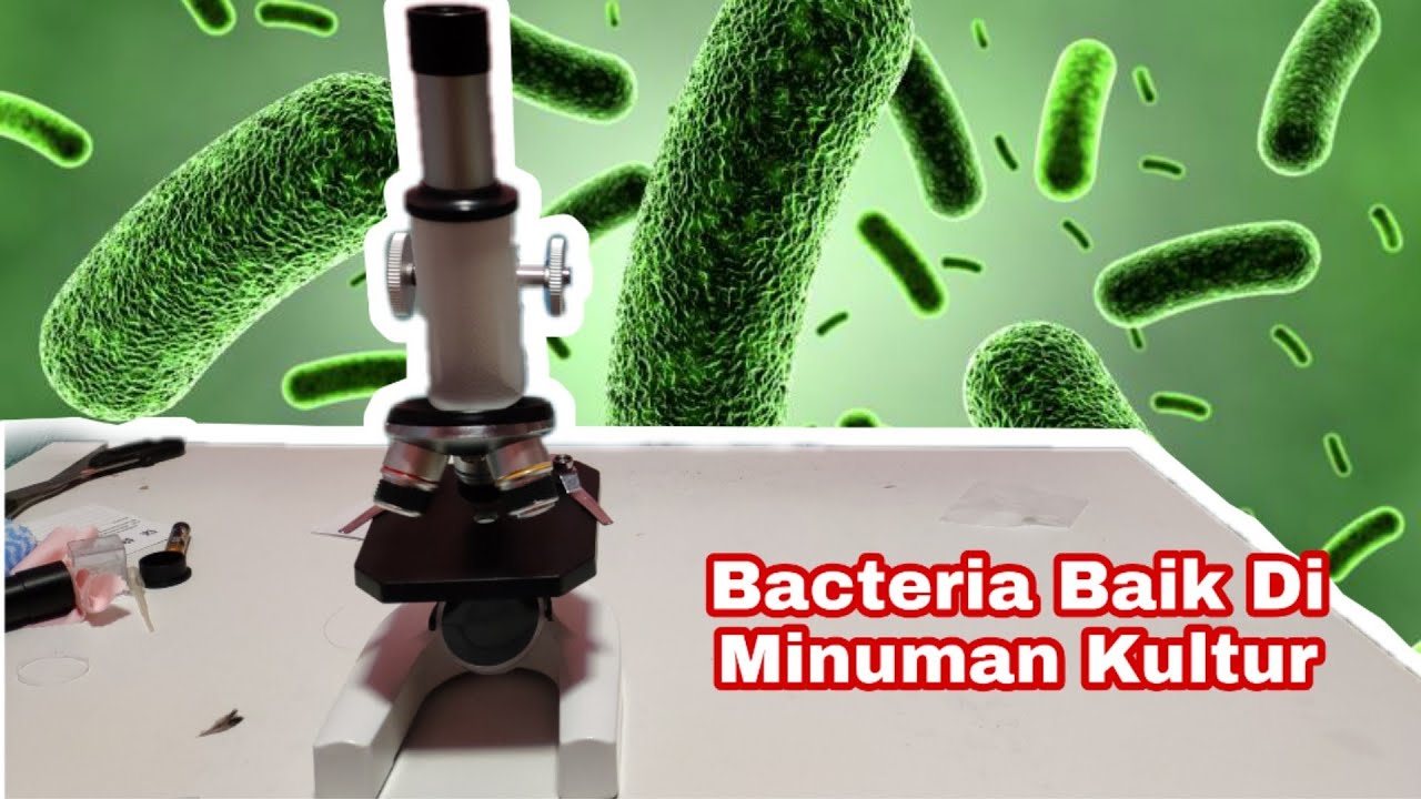 Good Bacteria Under Microscope | Bacteria Baik di Minuman Kultur? - YouTube