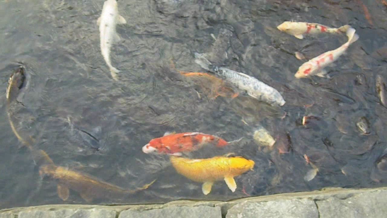 Feeding Carp Fish In A Nagasaki Canal in Japan - YouTube