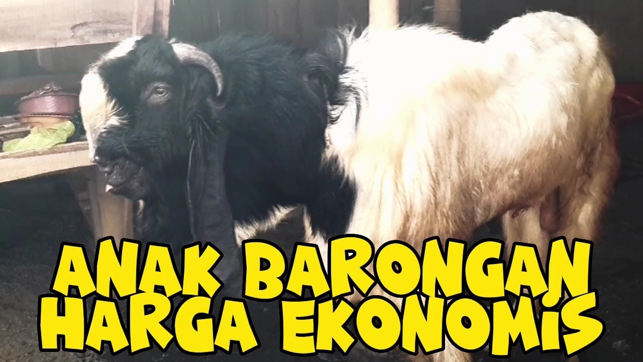 REVIEW HARGA KAMBING JANTAN JUMBO DI KANDANG MAS ADAM - YouTube