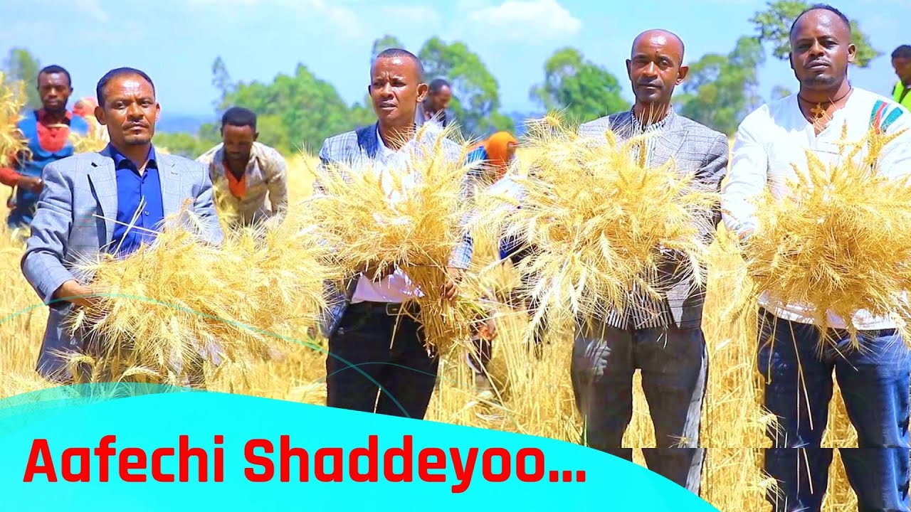Aafechi Shaddeyoo - Deechi Dubbiyooch - Kafi Televizhiino | ካፋ ቴሌቪዥን ...