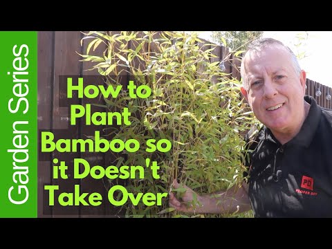 Can You Plant Bamboo Seeds Outside In The Fall