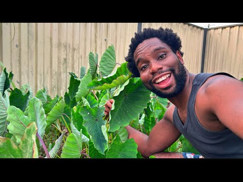I Grow TARO Plant In Australia 🇦🇺 - YouTube