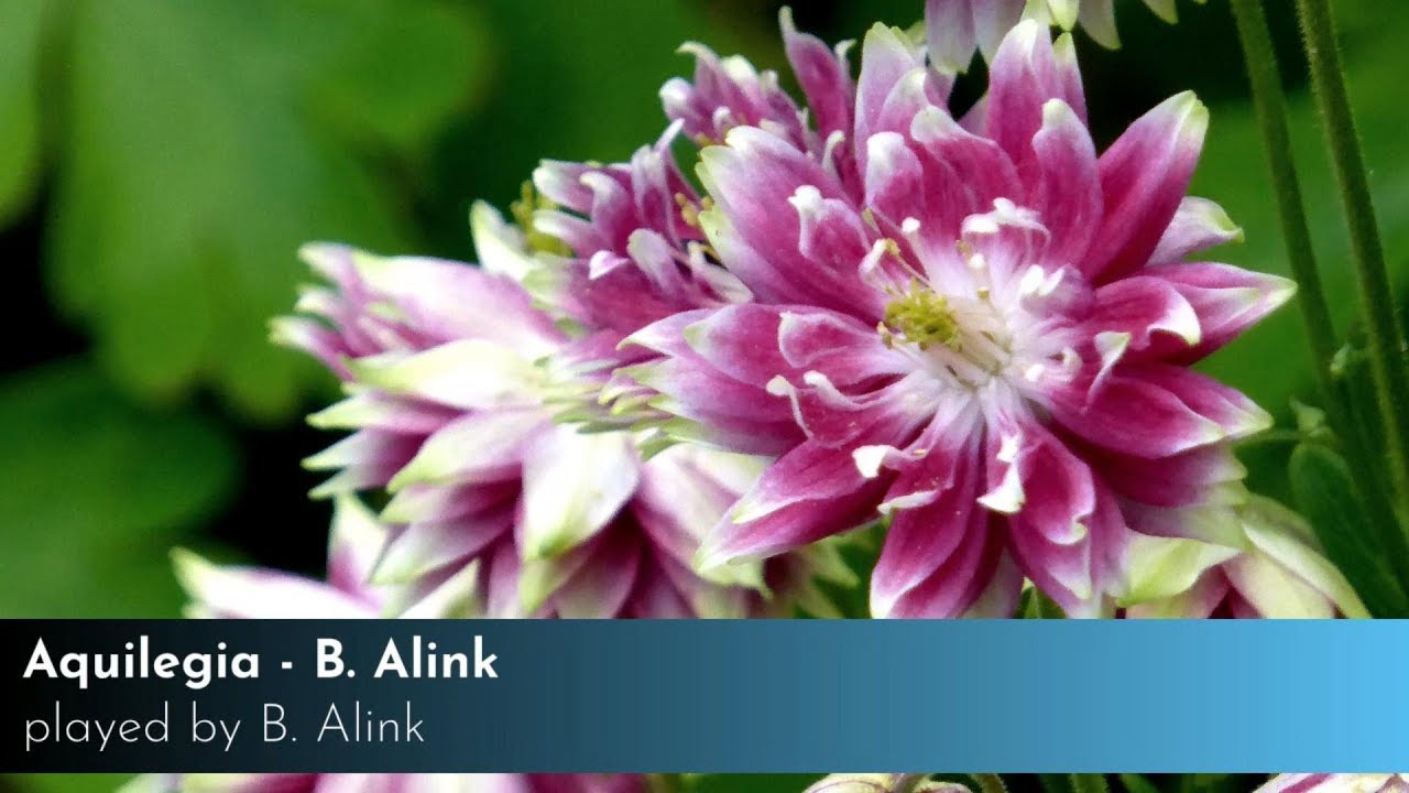 Aquilegia - Bert Alink (classical guitar) - YouTube