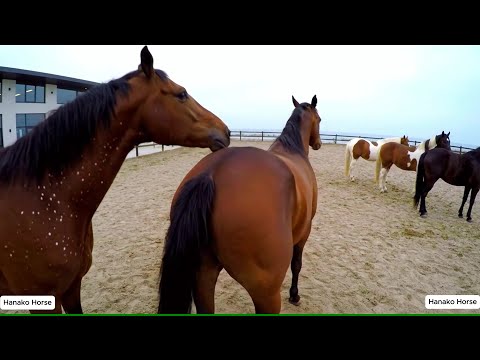 Horse mating behind the scene at the stable_04