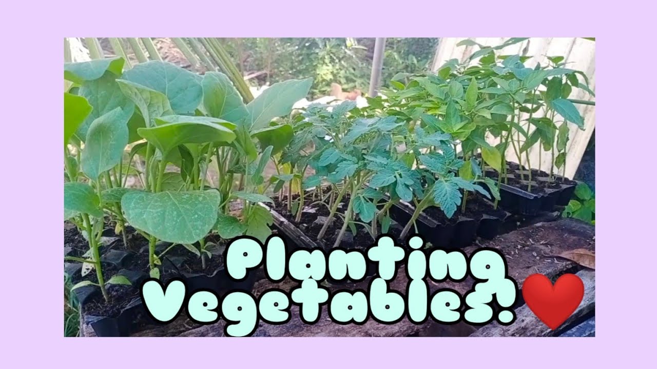 magtanim tayo ng gulay! - YouTube