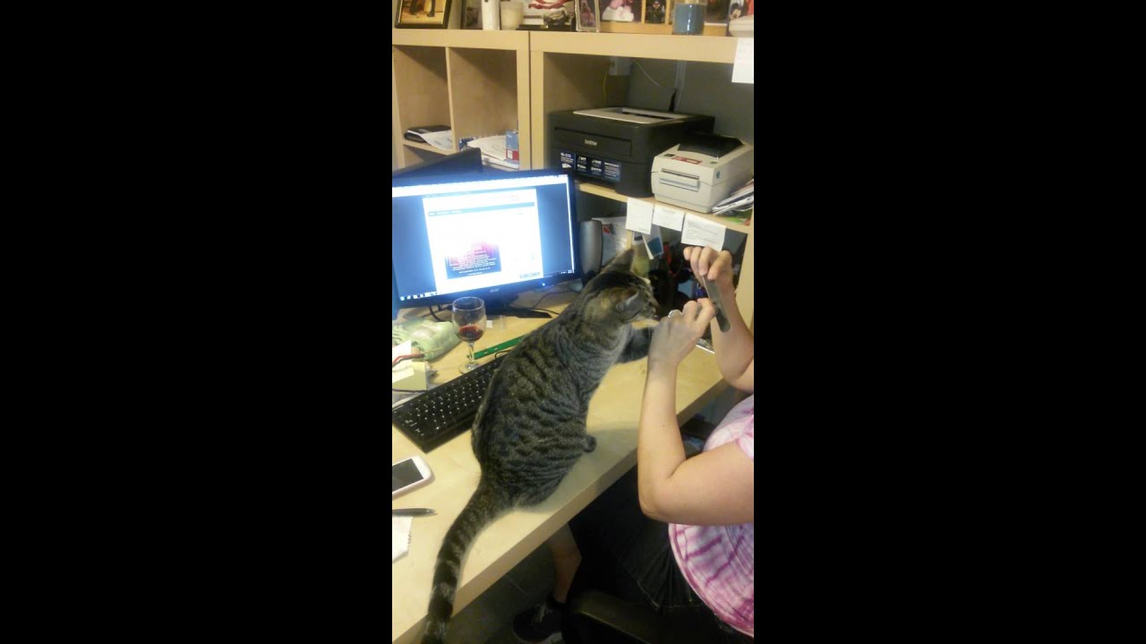 Cat filing nails - YouTube