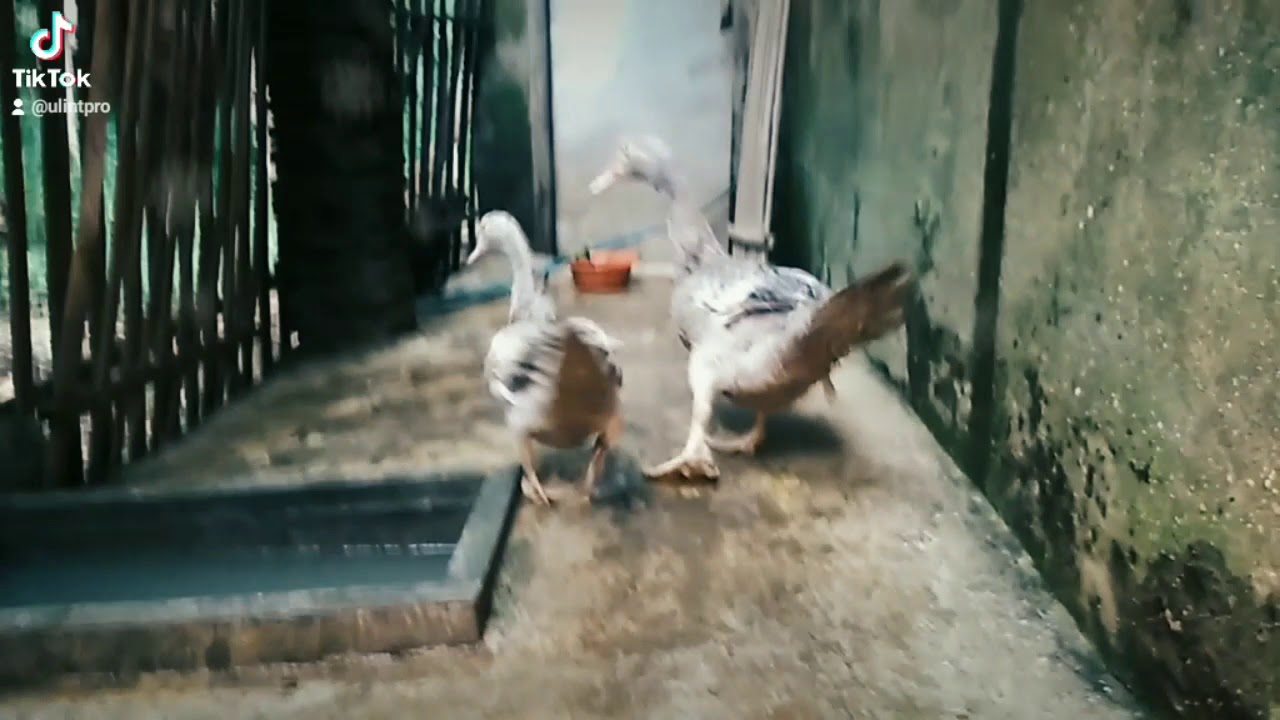 Entok Rambon Silver! Tips Kandang Minimalis Dengan Lantai Plester Semen ...