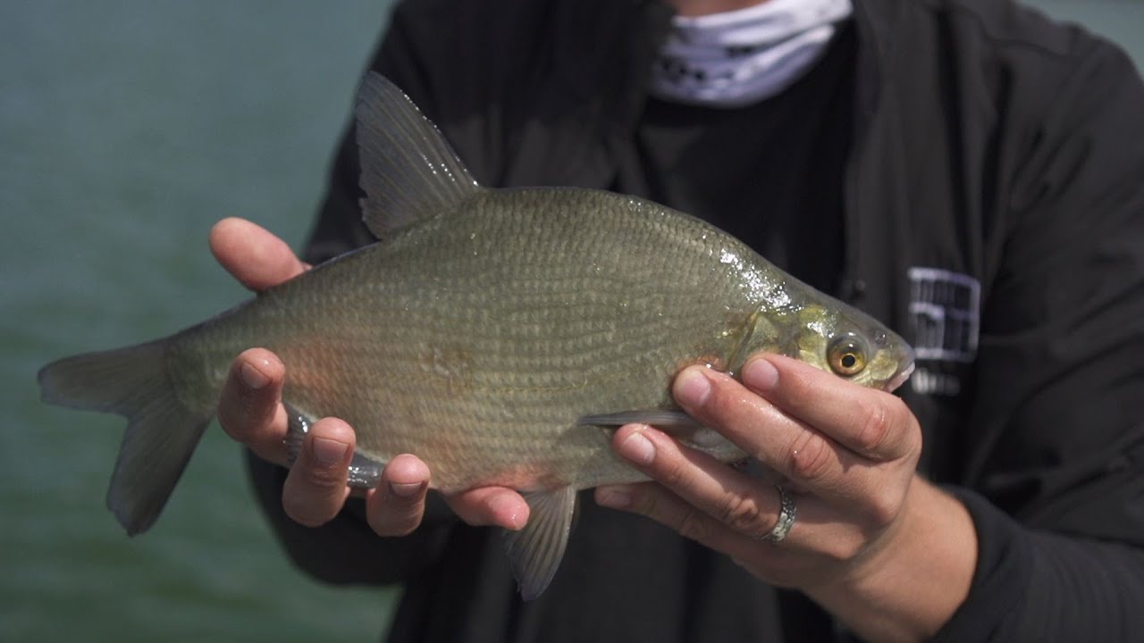 Balta žuvis mikro masalais - YouTube
