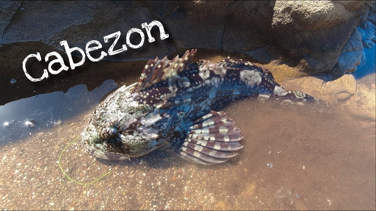 Catching Lingcod and Cabezon - Northern California Shores - YouTube