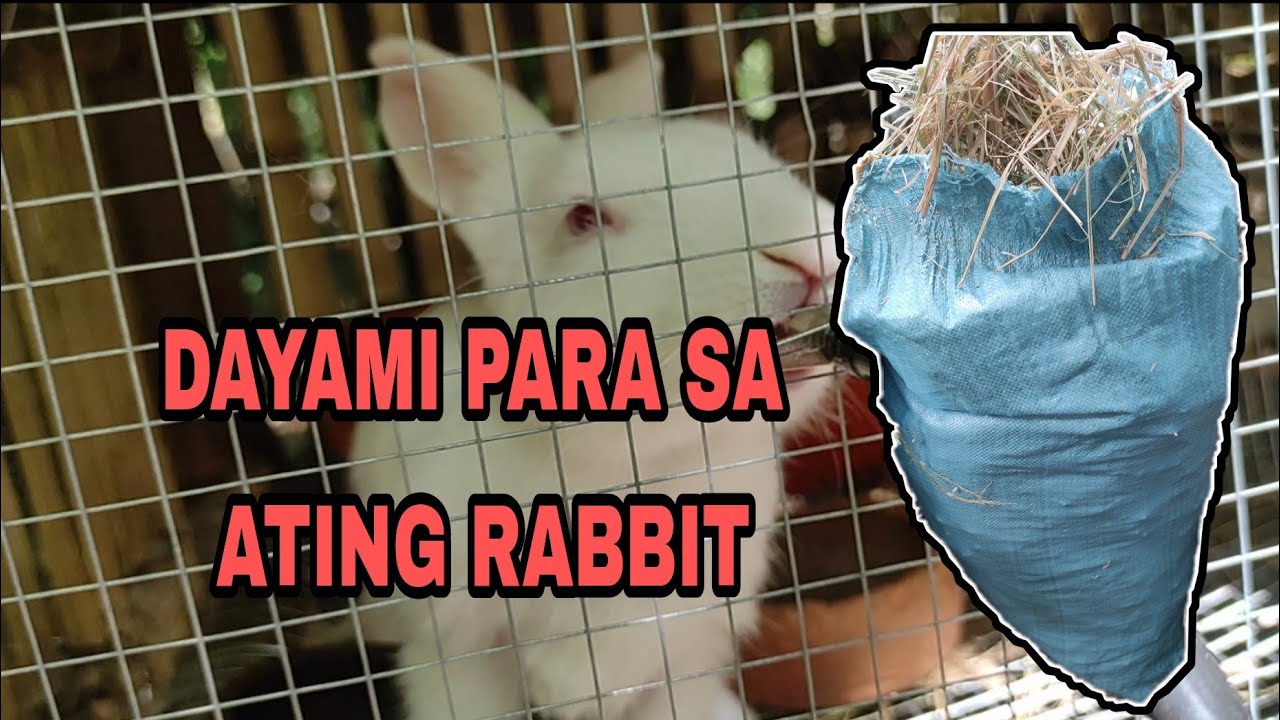 Pwede bang Ipakain ang dayami sa rabbit natin | Rabbitry Philippines ...