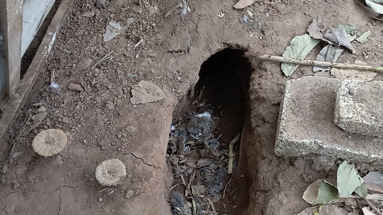 Found another baby rabbit dead in the hole😭😭 - YouTube