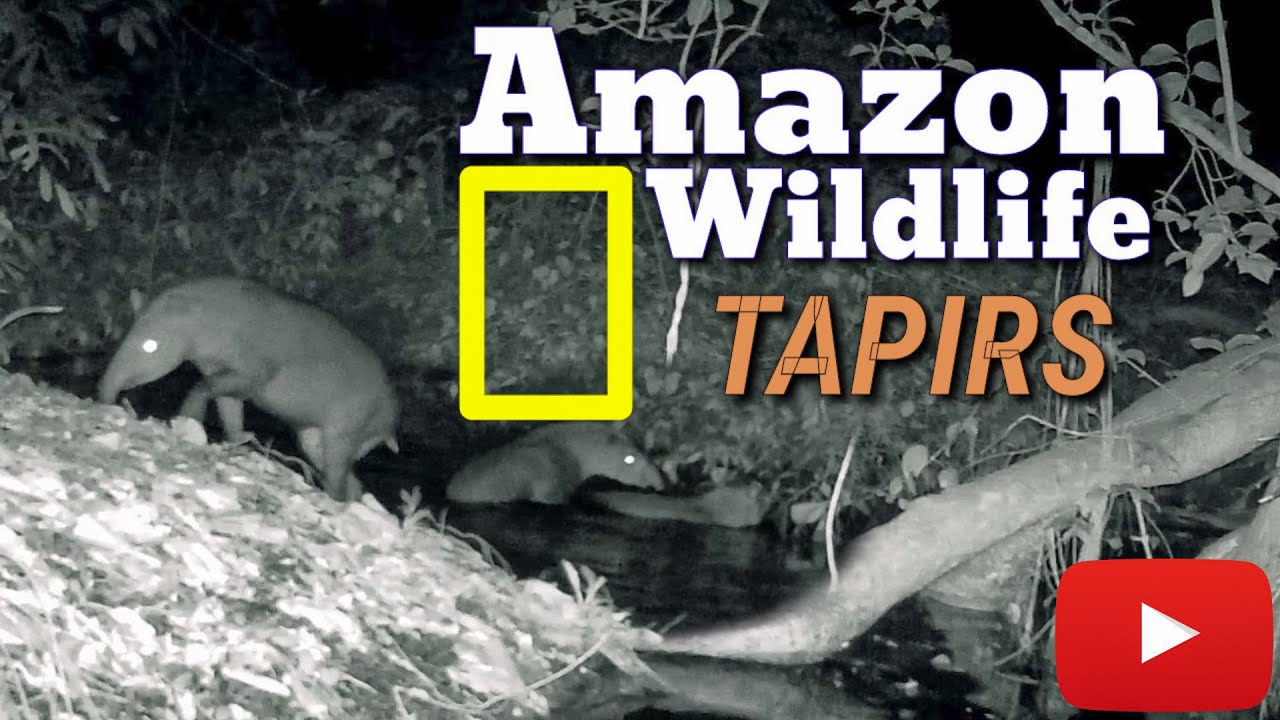 Amazon wildlife trail camera video, Tapir, Coatis, Grison, Ocelot, Paca ...