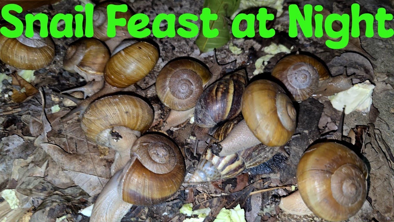 Many Snails They come to eat something at night So cute #snails # ...