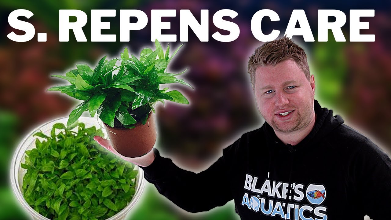 How to Grow and Propagate S Repens / Staurogyne Repens - YouTube