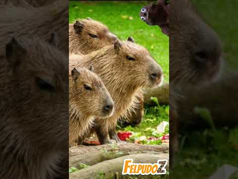 ¿Qué comen los Capibaras? | Datos Interesantes sobre Animales - YouTube