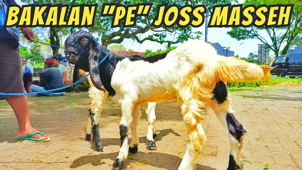 Update Harga Kambing hari ini di Pasar Hewan Wlingi-Blitar. Sabtu, 11 ...