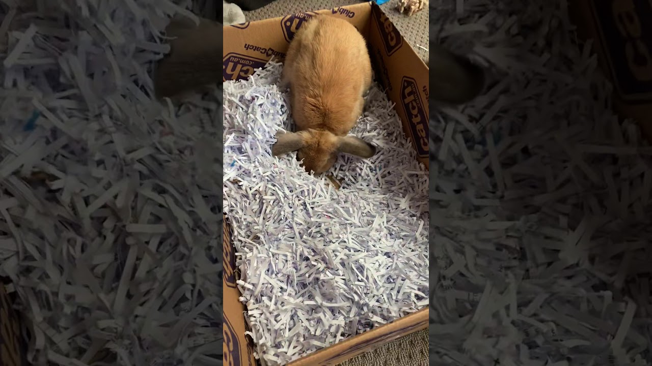 Digging Box for Rabbits - YouTube