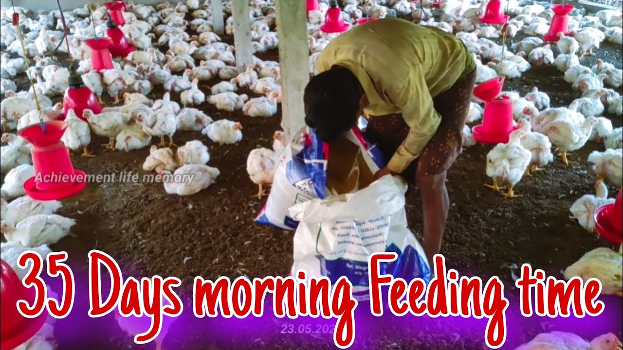 35 days morning feeding time full Video || Achievement life memory ...
