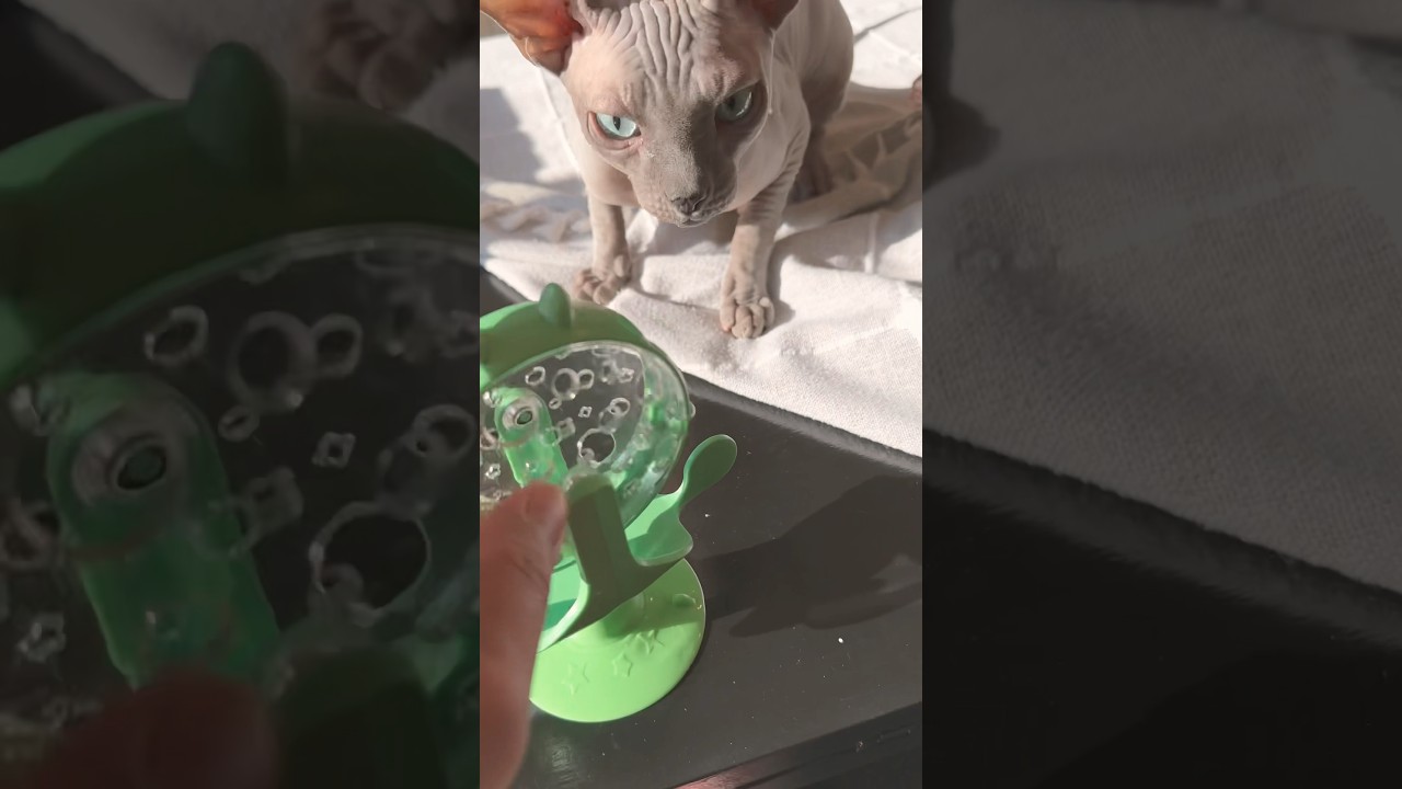 Blue Eyed Sphinx Cat Raisin Loves his new Treat Game Toy #smart #sphynx ...