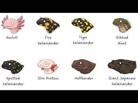 Every SALAMANDER Type Explained in 8 Minutes