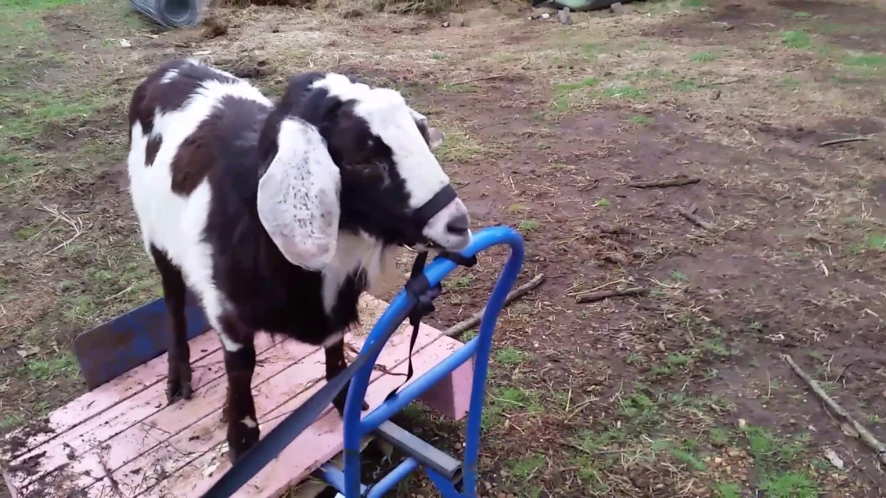 Goat gets a ride - moving a goat the easy way 2nd method - YouTube