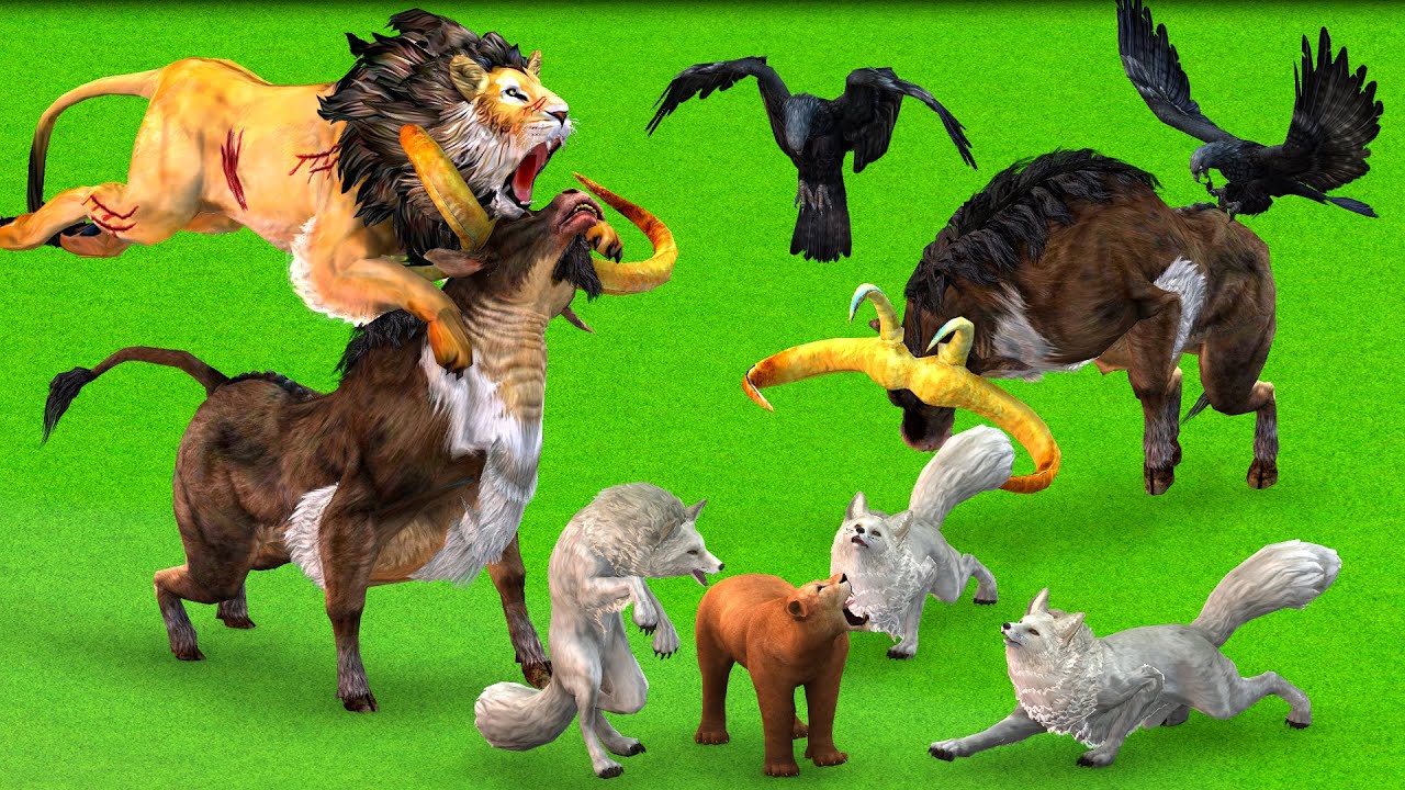 Giant Lion vs 10 Wolf Bulls Fight Wolf Attack Lion Cub Saved By Mother ...