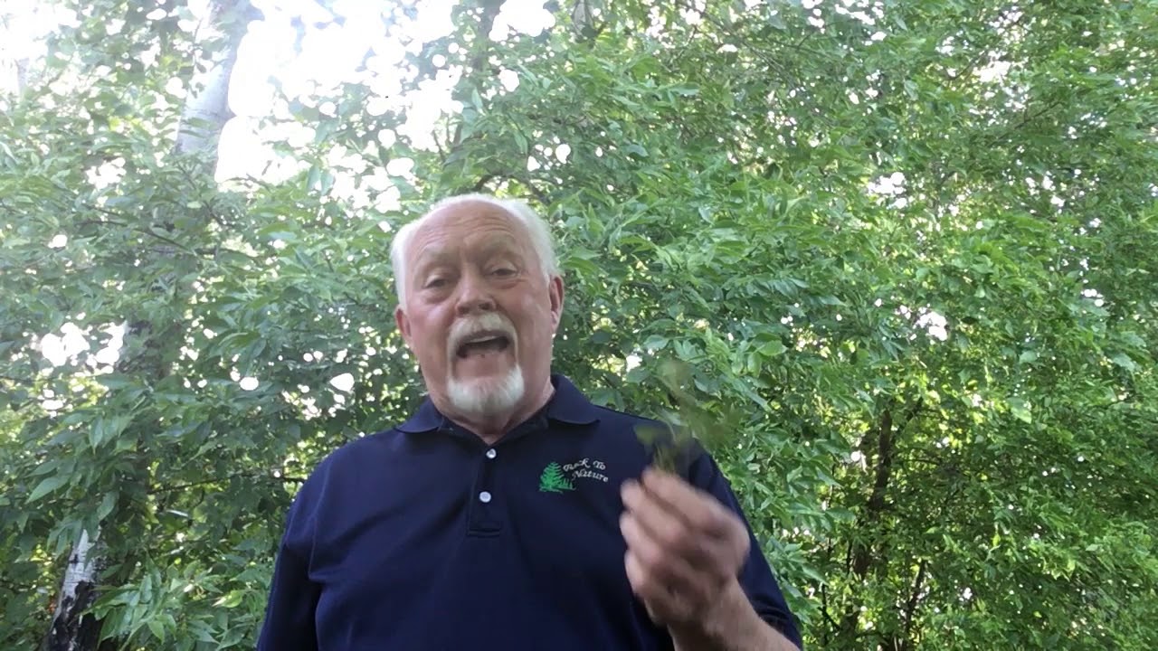 Wild Edibles & Medicinals with Steve Fjerstad, Certified Traditional ...
